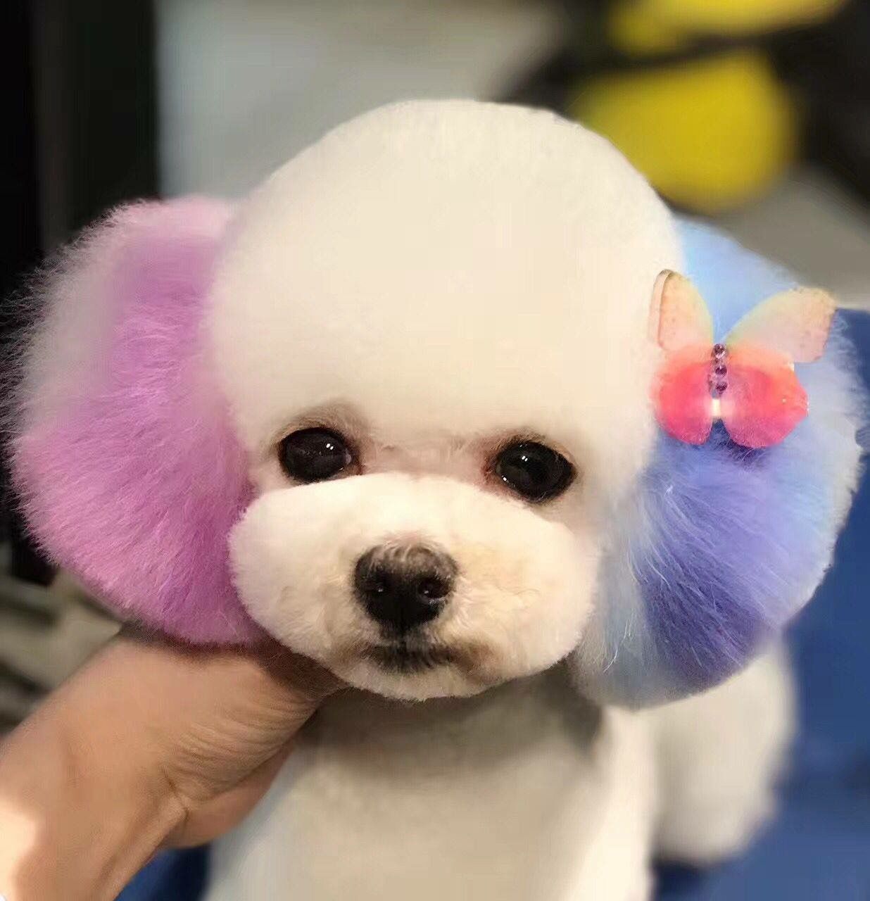 REVISTA INFOGUÍA MASCOTAS : TOP 6 DE TENDENCIAS EN PELUQUERÍA CANINA